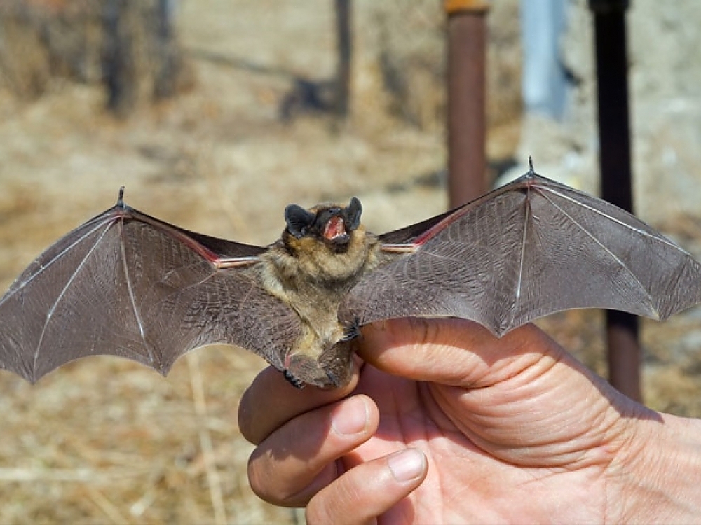 Why Do Bats Choose Attics for Roosting in Michigan