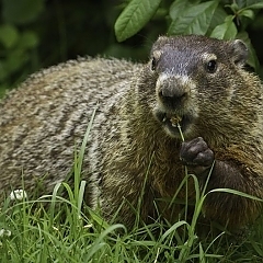 Groundhogs do serious property damage. | Default | Services | My ...